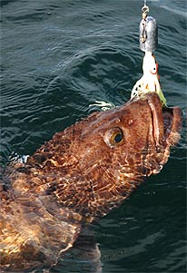 Lingcod fishing Article.