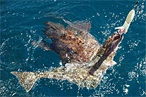 Lingcod fishing Article.